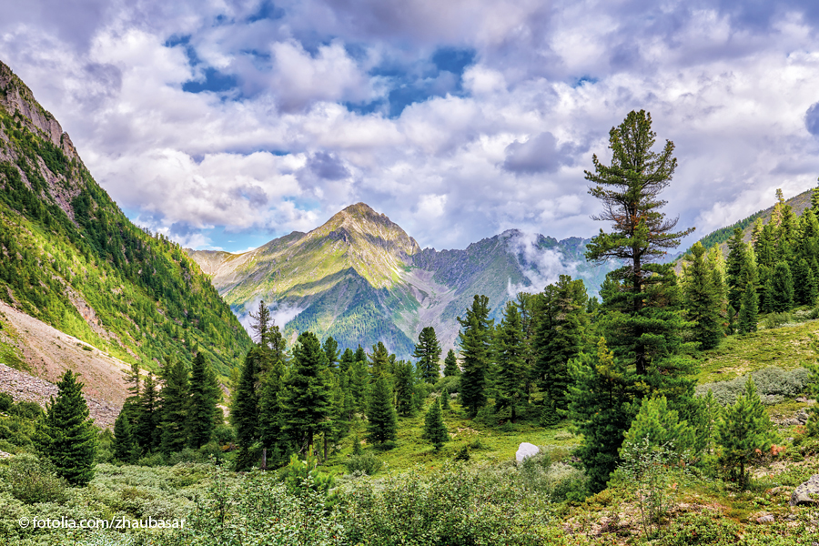 Cedar Siberian pines in mountain taiga - Mondial Tours