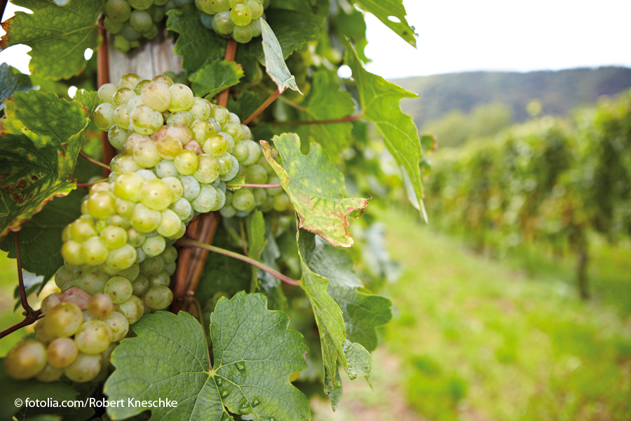 Weinstock mit Riesling-Weißwein-Trauben - Mondial Tours